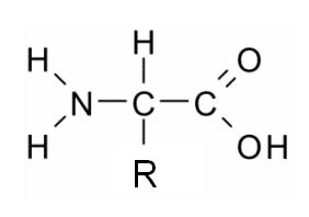 informacióndelasproteinas: Las proteínas, estructura, funciones y ...
