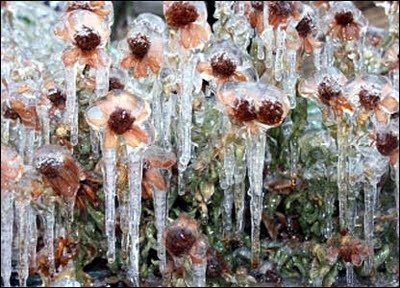 Jom Tanam Bunga: Bunga Aneh Binti Pelik