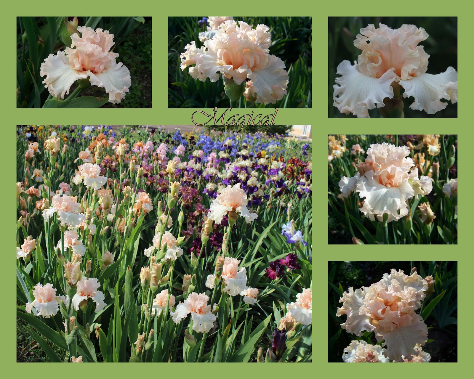 World of Irises: TALL BEARDED IRIS SUPER ACHIEVER AWARD, PART ONE