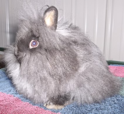 Regina's Rabbit Habit