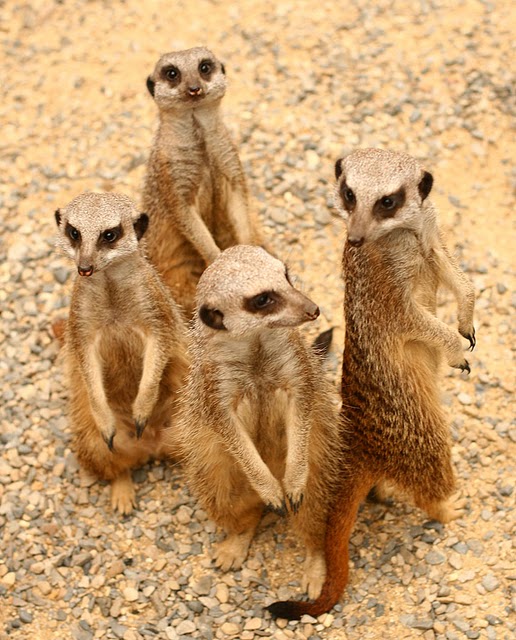 Una Ventana al Mundo: El suricato