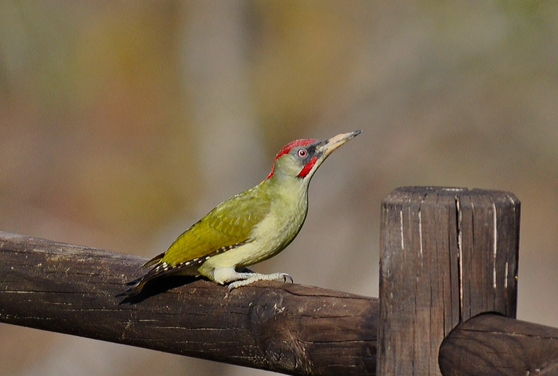 Vivir para ver: Pito real en la puerta de casa. 14 de Noviembre