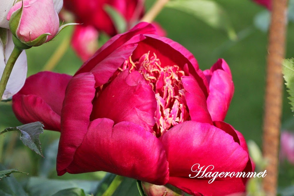 Hagerommet: Rosene er i full blomst....