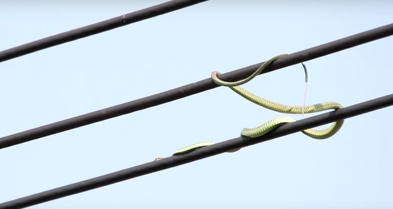 Why does not the snake on the wires get an electric shock?