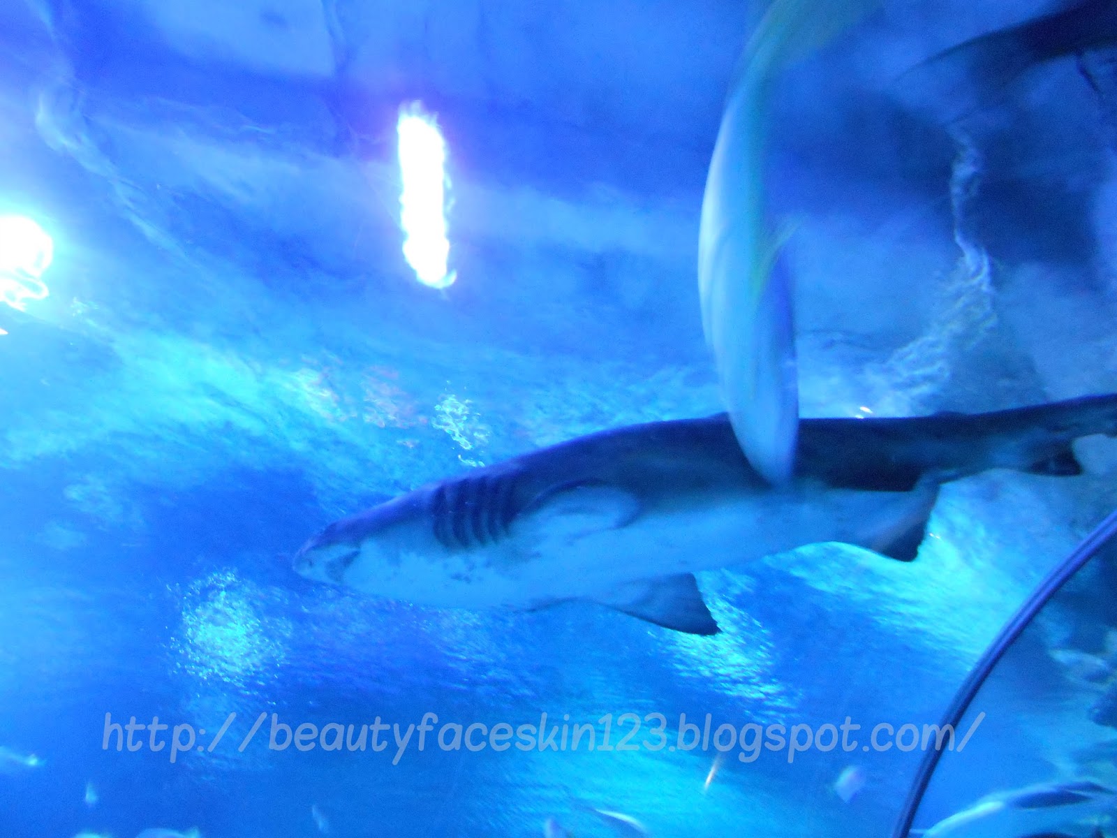 GREAT SKINandLIFE: TRAVEL: KLCC PETRONAS TWIN TOWER SKYBRIDGE AND ...