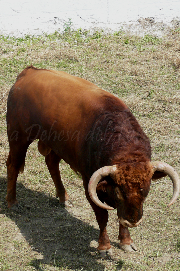 La Dehesa del Toro: Toro de Lidia