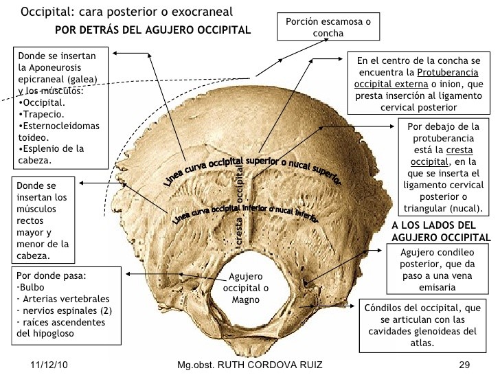 ANATOMÍA HUMANA: julio 2018