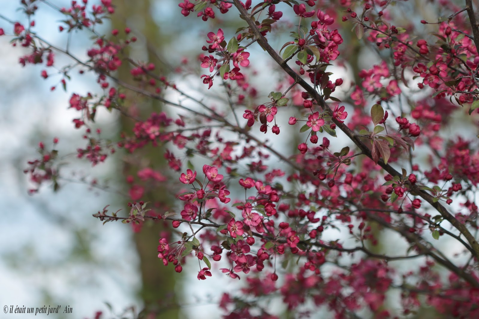 IL ETAIT UN PETIT JARD'AIN ...: FOCUS PRUNUS MALUS TRESORUS ...