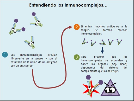 immunis: Lupus eritematoso sistémico (LES) y complemento.