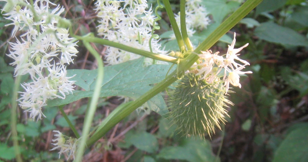 Maynard Life Outdoors and Hidden History of Maynard: Wild Cucumber ...