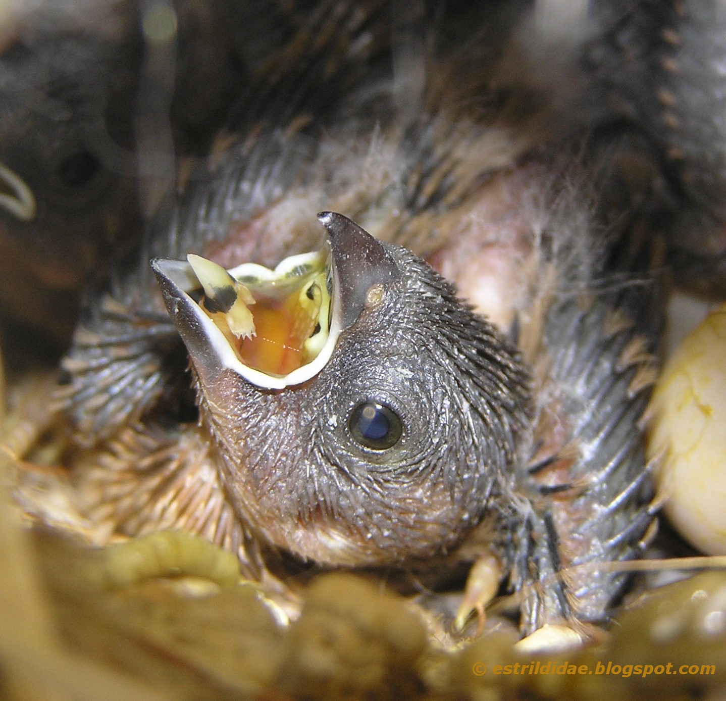 Estrildidae: Asmeninė patirtis. Rausvauodegė rubininė astrilda ...
