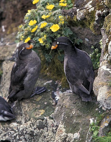 Animal Unique Beautiful: Crested Auklet
