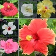 bunga raya: bunga kebangsaan kita..