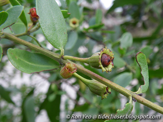 tHE tiDE cHAsER: Mentigi (Pemphis acidula)