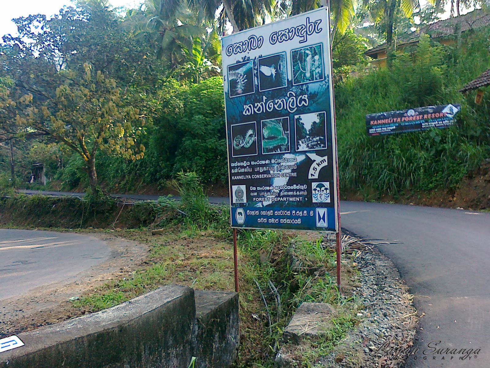 Best photos: Kanneliya Forest Reserve