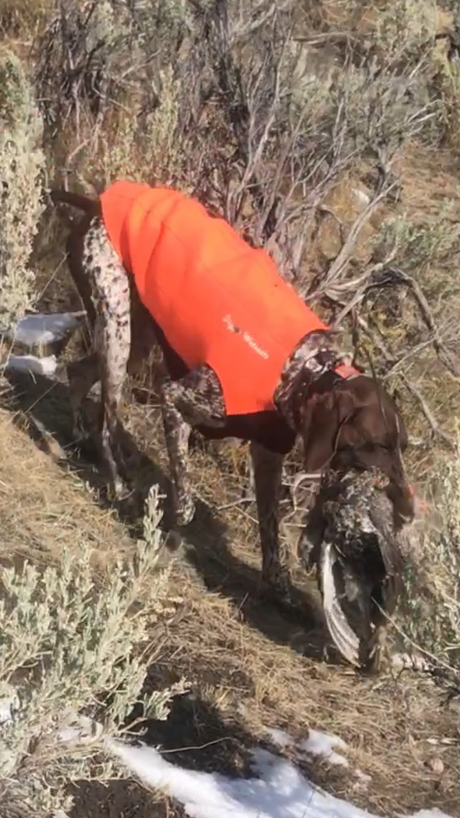 Hunt Nevada: Sage Grouse