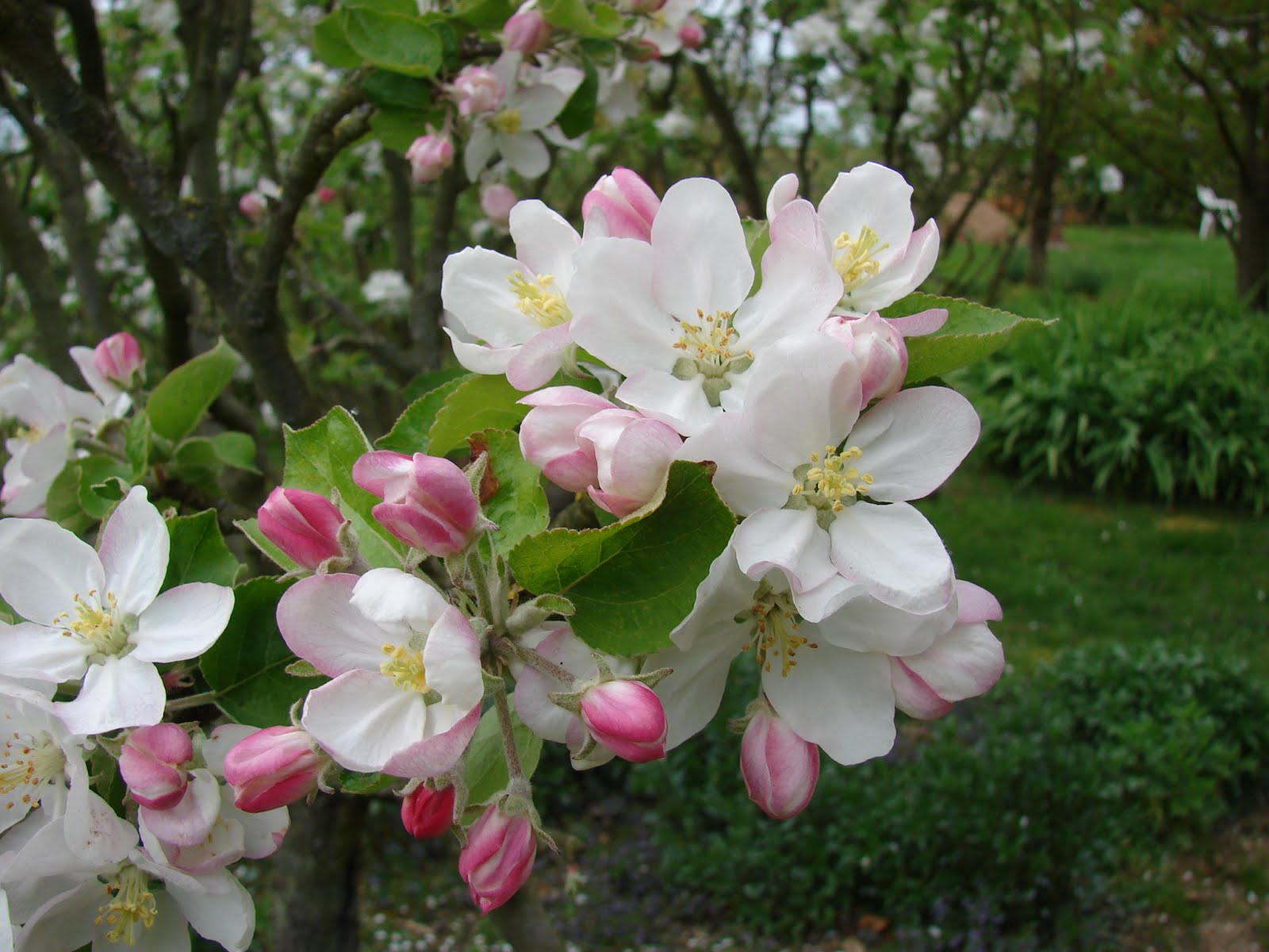 Jardin à quatre mains: Les pommiers sont en fleur!