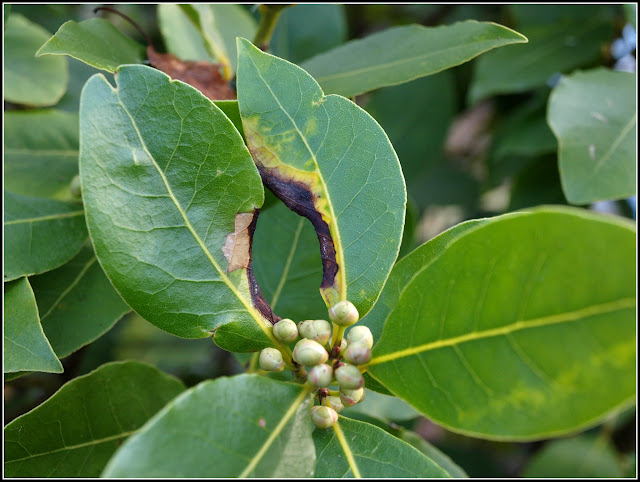 Mark's Veg Plot: Bay tree problems