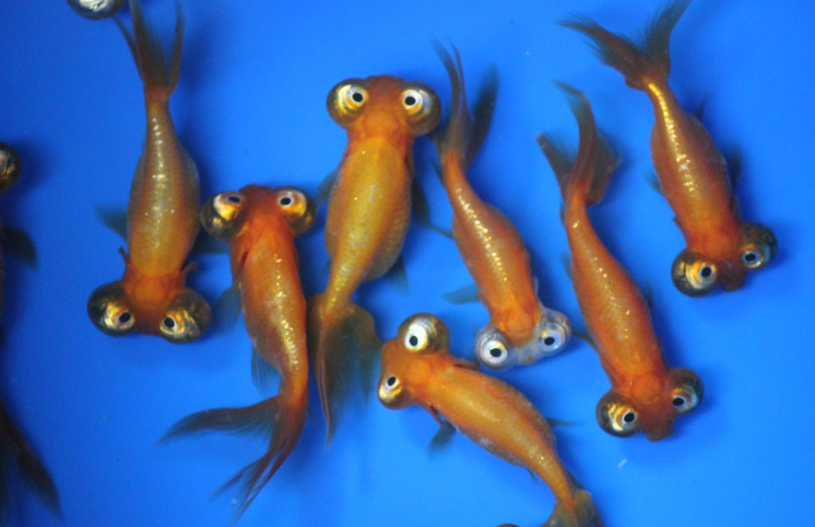 Types Of Goldfish - The Goldie Identification Guide