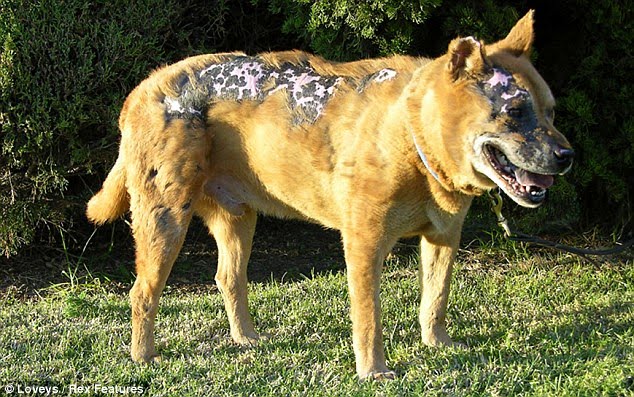 I'll be bark: Terminator dog who suffered 70 per cent third-degree ...