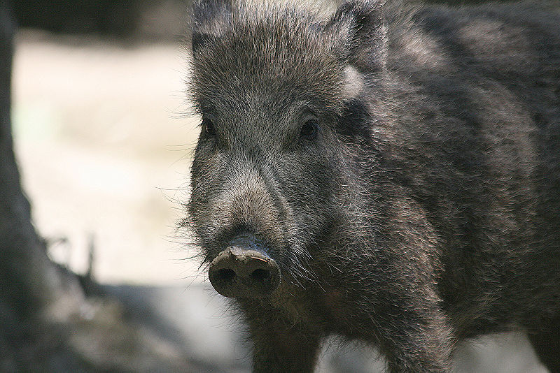 Thegns of Mercia: The Boar