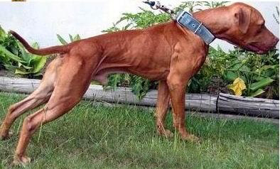 Game Dog World: GR CH EVOLUTION KENNEL MACHOBUCK! ROM DOY 2004