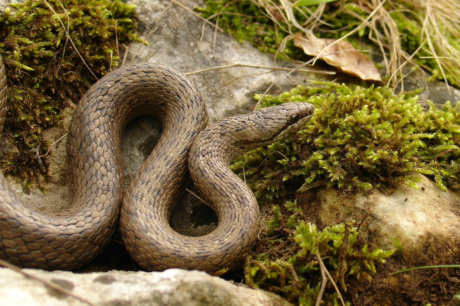 Froglife news: Dragon of the Month: Smooth Snake