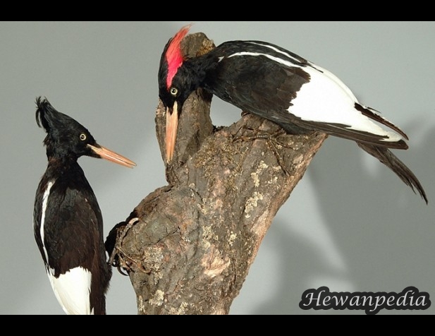 Hewan Unggas - Burung Pelatuk Raja | Susanto Wisata