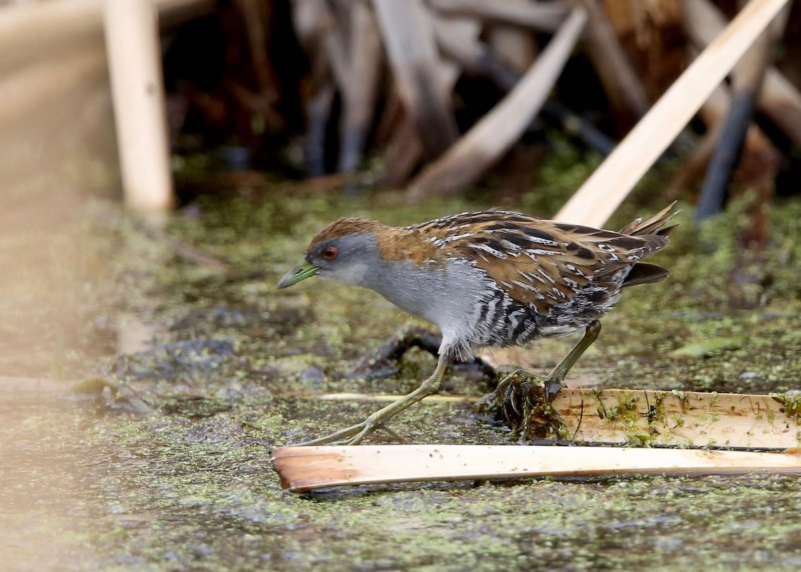 Avithera: Crakes