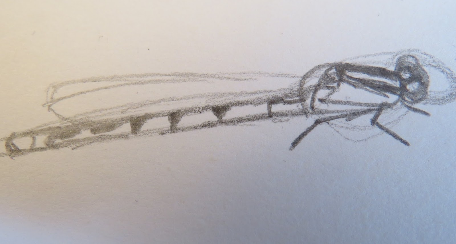 The Autistic Naturalist: How To Draw: Dragonflies and Damselflies