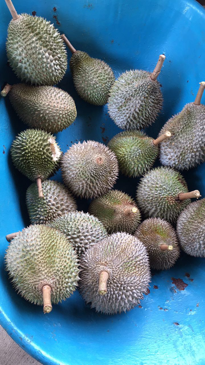 Dusun Durian at Gurun Kedah | I am Stay At Home Mum (SAHM)