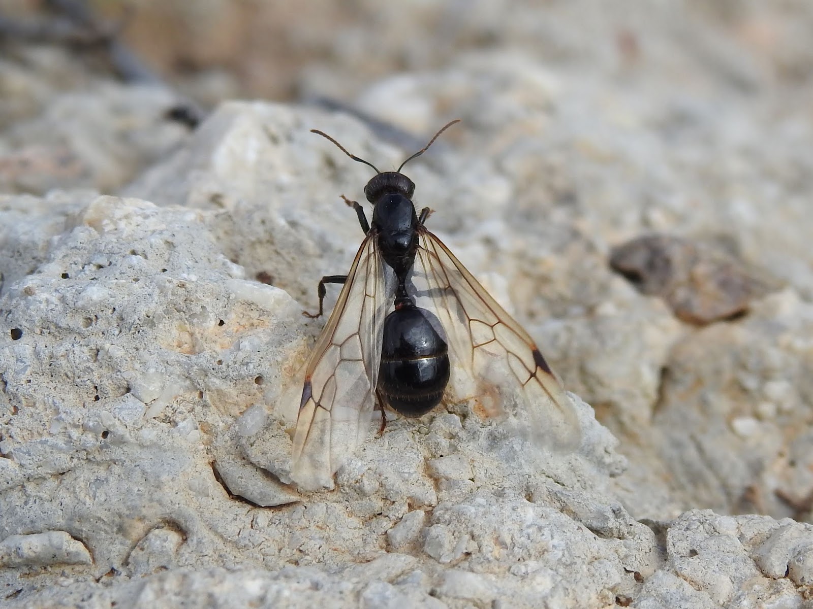 La curruca viajera: ¿Por qué aparecen hormigas aladas tras la lluvia?