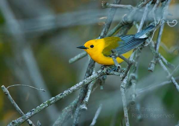 Birding Is Fun!: A Harbinger of Spring: The Prothonotary Warbler