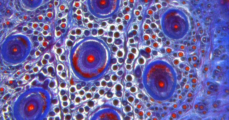 Microscope World Blog: Biology Laboratory Microscope