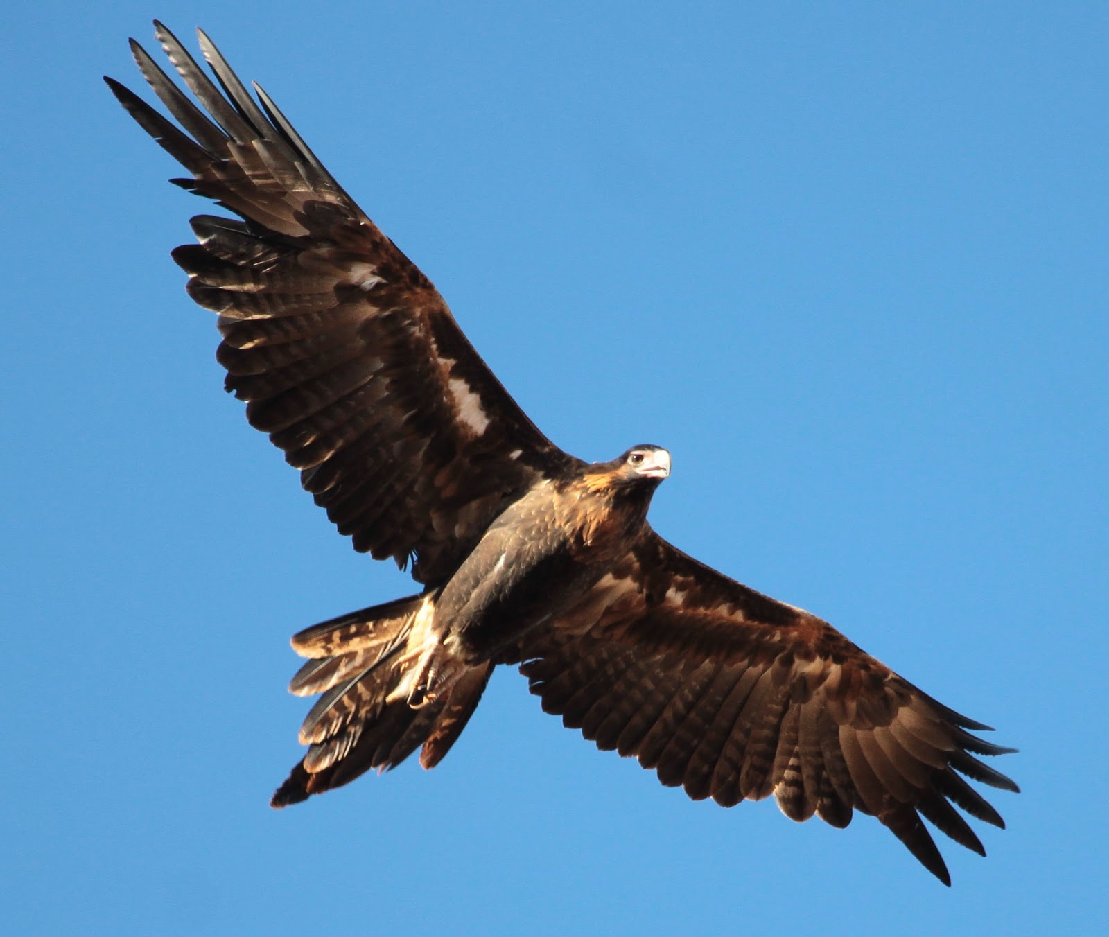 Richard Waring's Birds of Australia: Another Wedge-tailed Eagle ...
