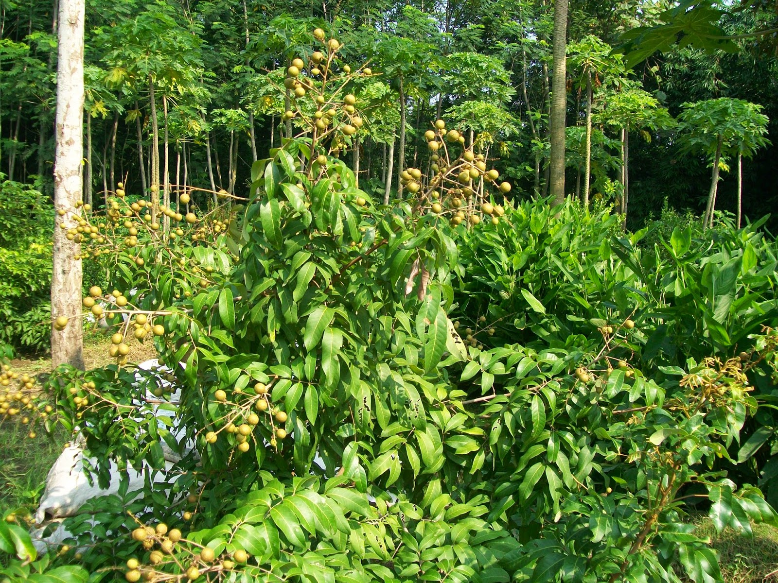 CARA MENANAM LENGKENG / KELENGKENG DIPEKARANGAN RUMAH | Pertanian