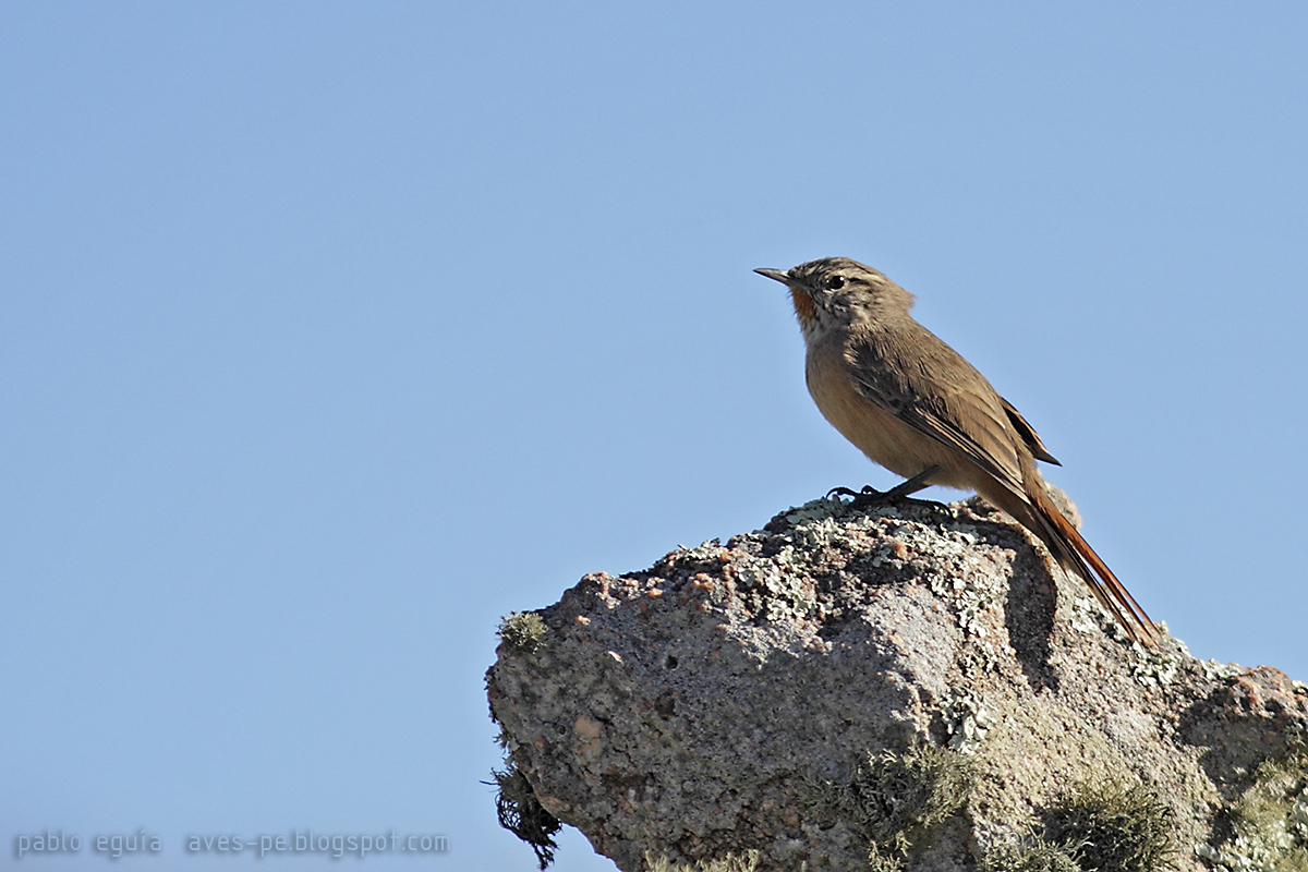 mis fotos de aves: Asthenes modesta Canastero Pálido Cordilleran Canastero