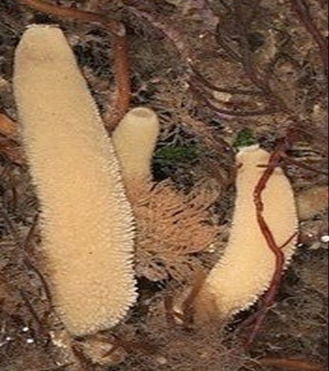 Phylum Porifera ~ Zoology-NETWORK