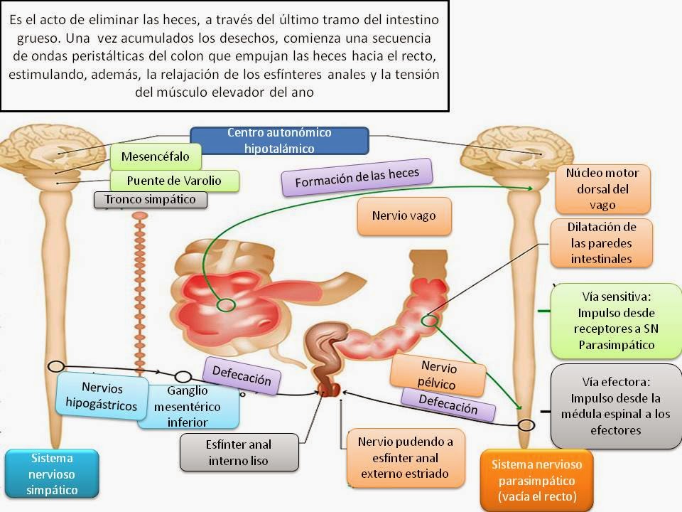 Blog de Fisiología Médica de Mónica Páez : Reflejo de la defecación