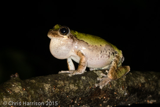 Frog Blog: Bird-voiced TreefrogHyla avivoca