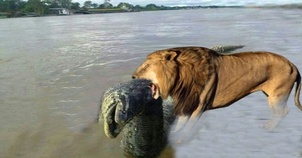 Lion Vs Snake-Strange Video Clip