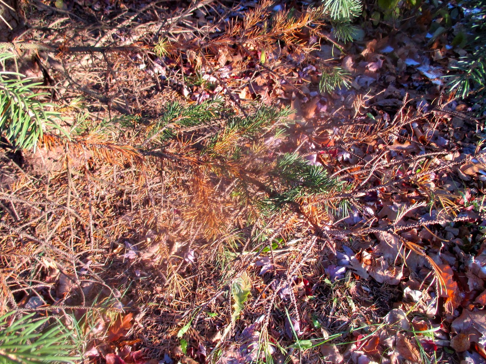 Art's Bayfield Almanac: NEEDLE CAST DISEASE OF COLORADO BLUE SPRUCE
