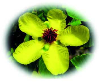 National Flowers of 10 ASEAN