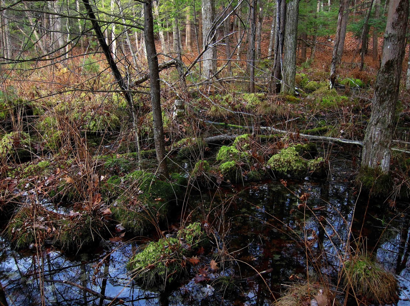 Saratoga woods and waterways: Small Treasures, Just off the Road