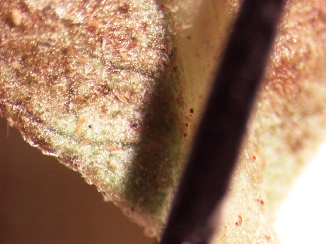 Swift's Gardening Blog - Swift Horticultural Enterprises, LLC: Three ...