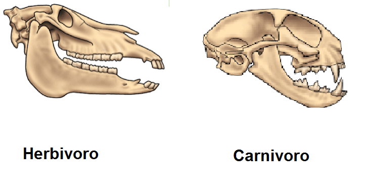 Biología IV: Practica Ecosistemas