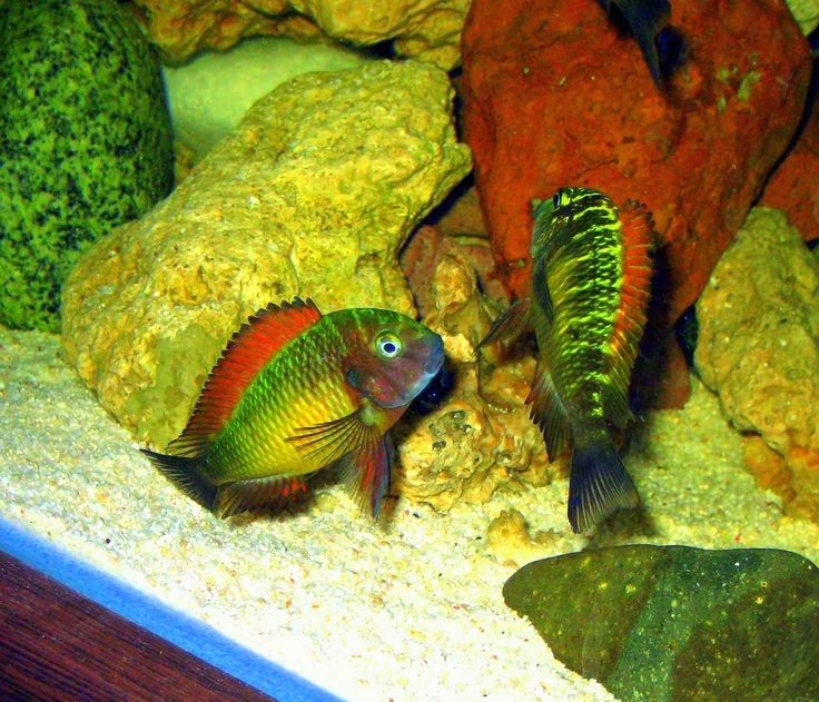 Tropheus'um: Tropheus Pictures-Tropheus Resimleri