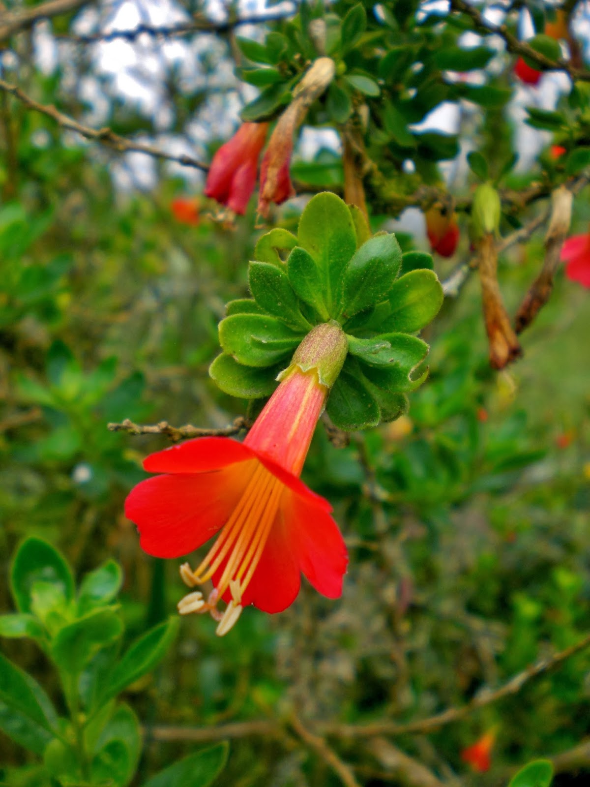 Cantua bicolor | Flores colombia