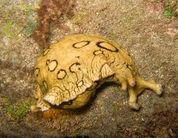 los vertebrados e invertebrados: MOLUSCOS