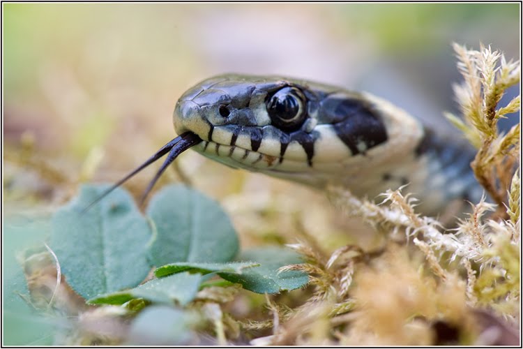 TOM DYRING WILDPHOTO / NN: "ORM"